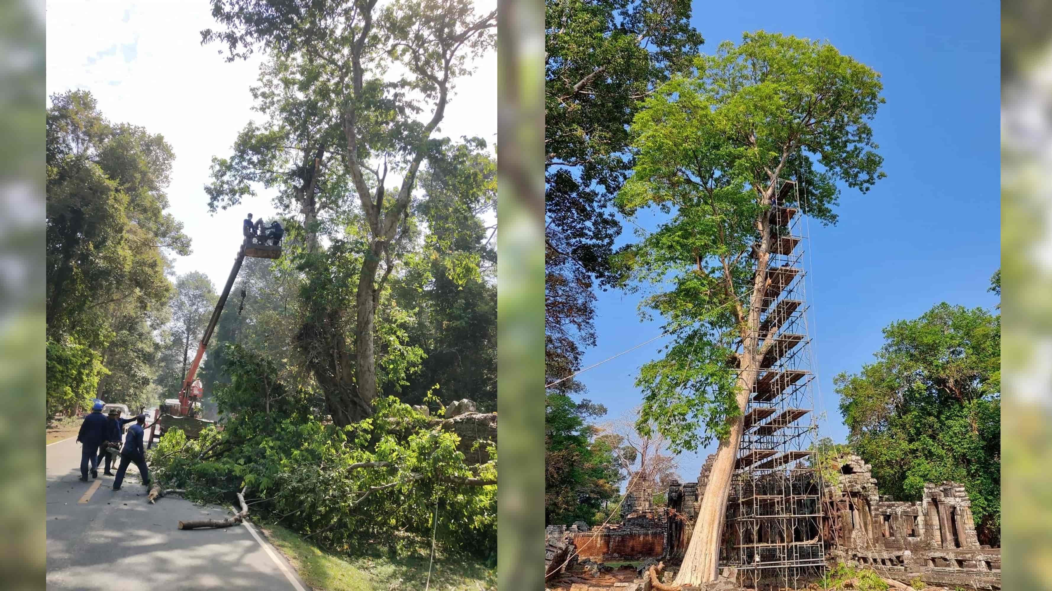 អាជ្ញាធរកាត់ក្រី និងដកហូតដើមឈើមានហានិភ័យខ្ពស់នៅបរិវេណប្រាសាទបន្ទាយក្ដី