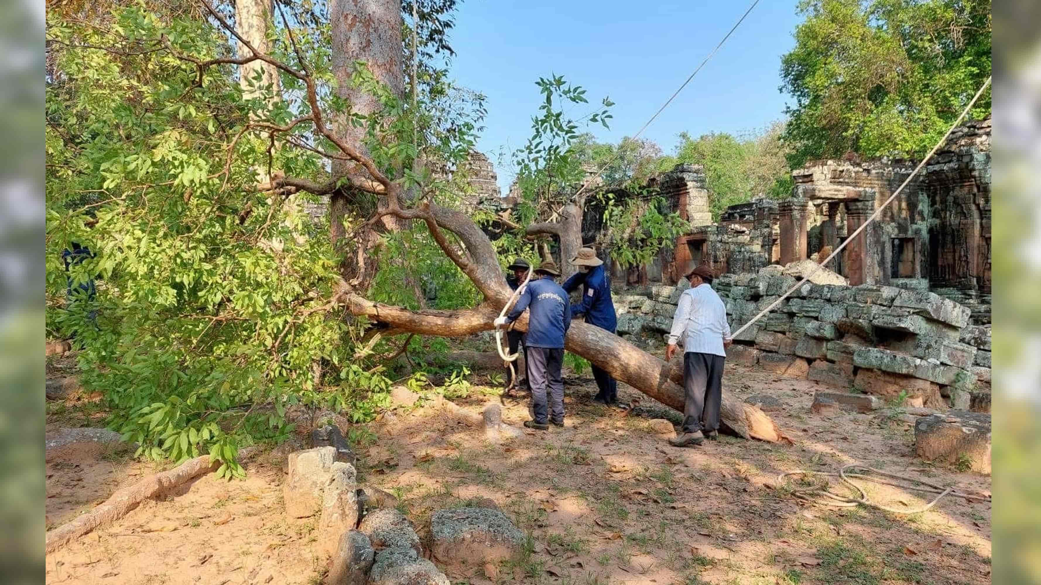 អាជ្ញាធរកាត់ក្រី និងដកហូតដើមឈើមានហានិភ័យខ្ពស់នៅបរិវេណប្រាសាទបន្ទាយក្ដី