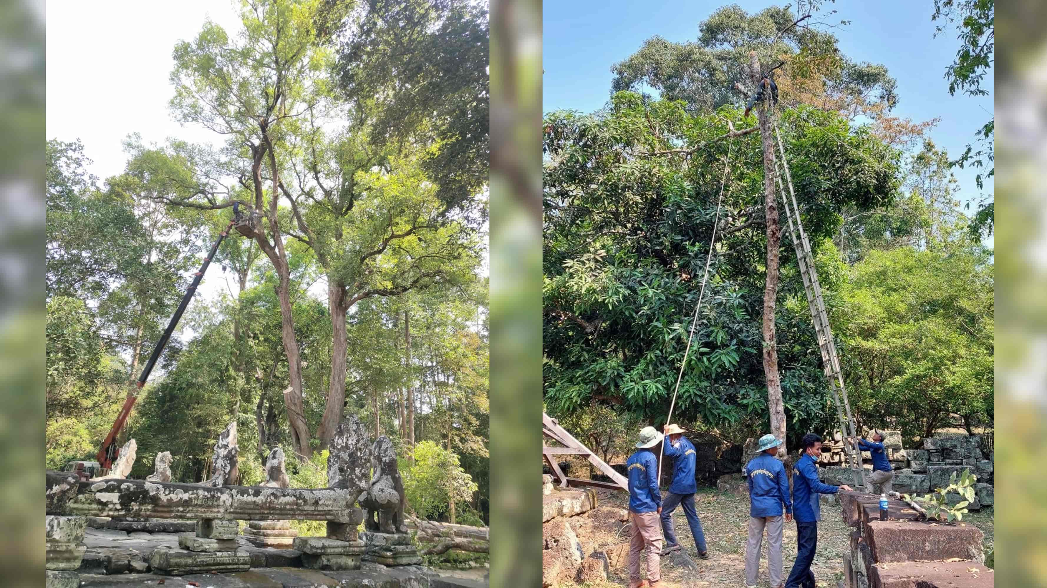 អាជ្ញាធរកាត់ក្រី និងដកហូតដើមឈើមានហានិភ័យខ្ពស់នៅបរិវេណប្រាសាទបន្ទាយក្ដី