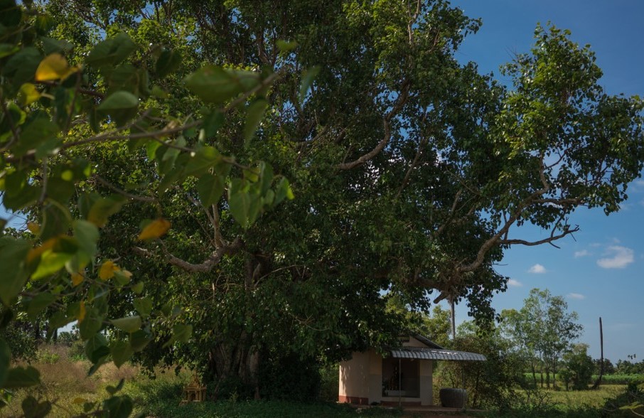 ឯកសារវិភាគមួយចំនួនជុំវិញរឿងទុំទាវ ថាជារឿងពិត ឬរឿងប្រឌិត?