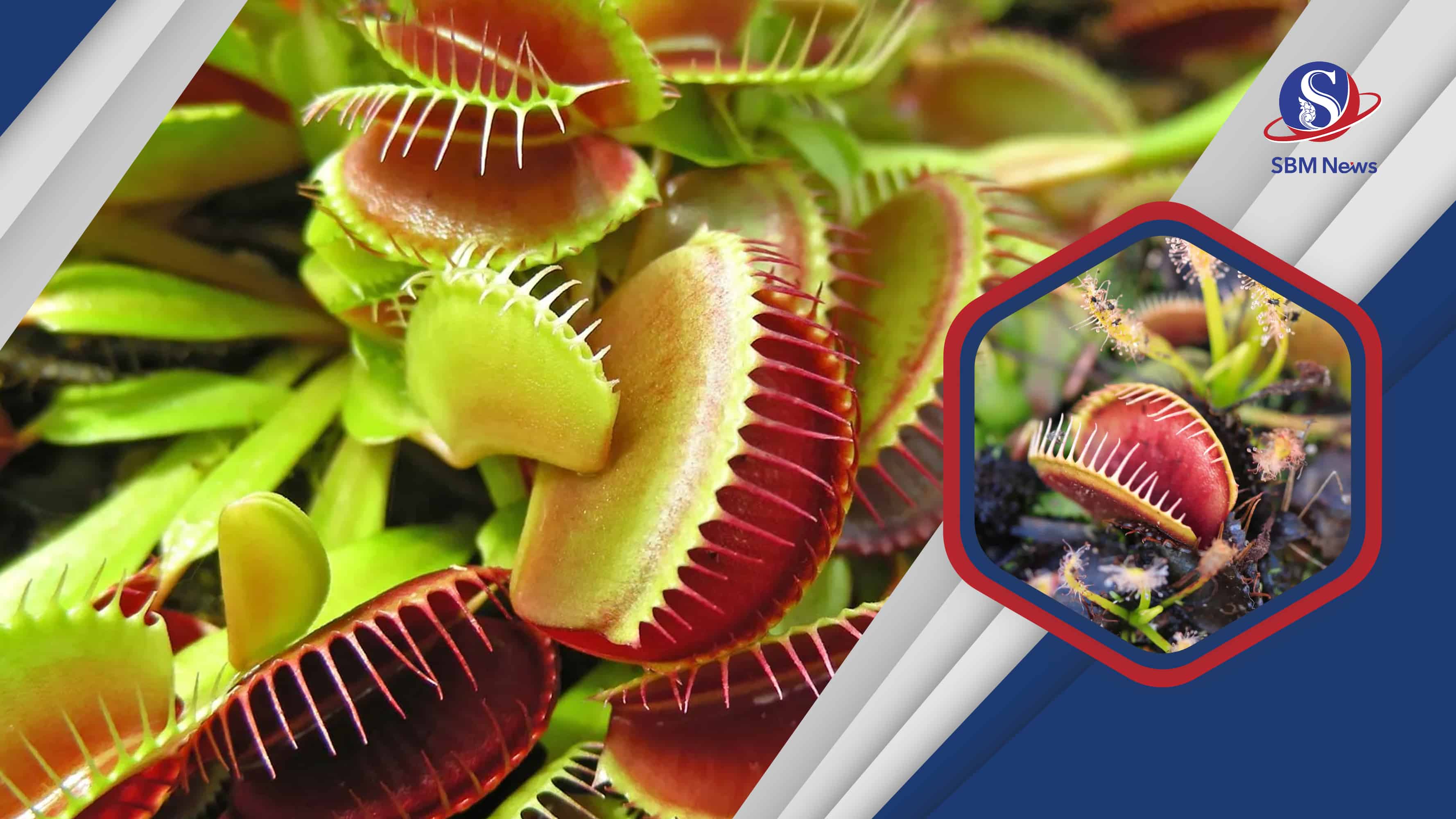 Venus Flytraps រុក្ខជាតិដែលស៊ីសាច់ជាអាហារ