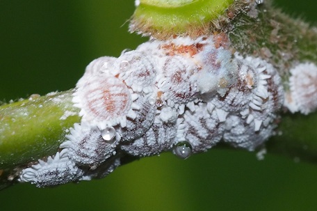 តៃវ៉ាន់ គំរាមប្តឹងចិនទៅWTOក្នុងជម្លោះថ្មីជុំវិញបញ្ហាផ្លែឈើ